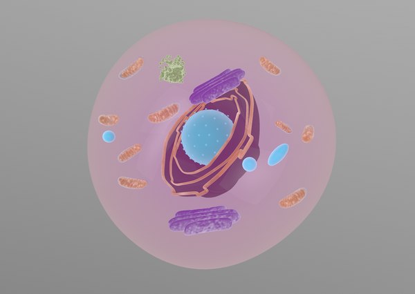 3D Ribosome Models | TurboSquid