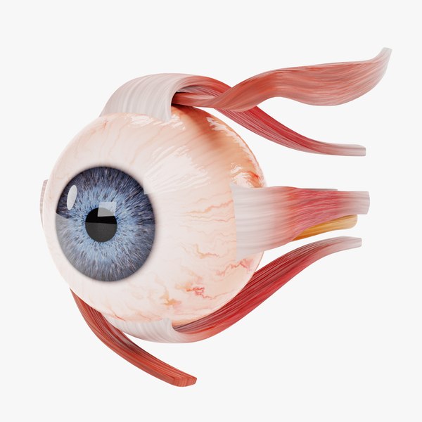 Eyes 3D Models for Download | TurboSquid