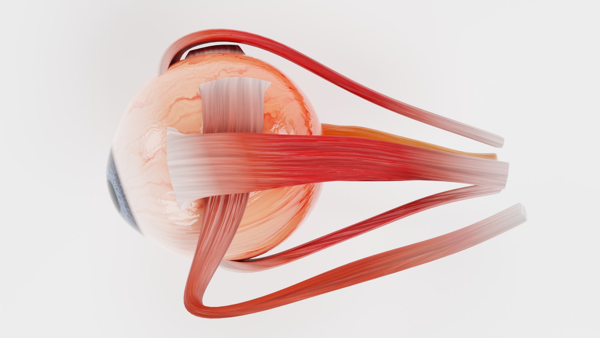 Eyeball Muscles Eye 3D Model - TurboSquid 1638470