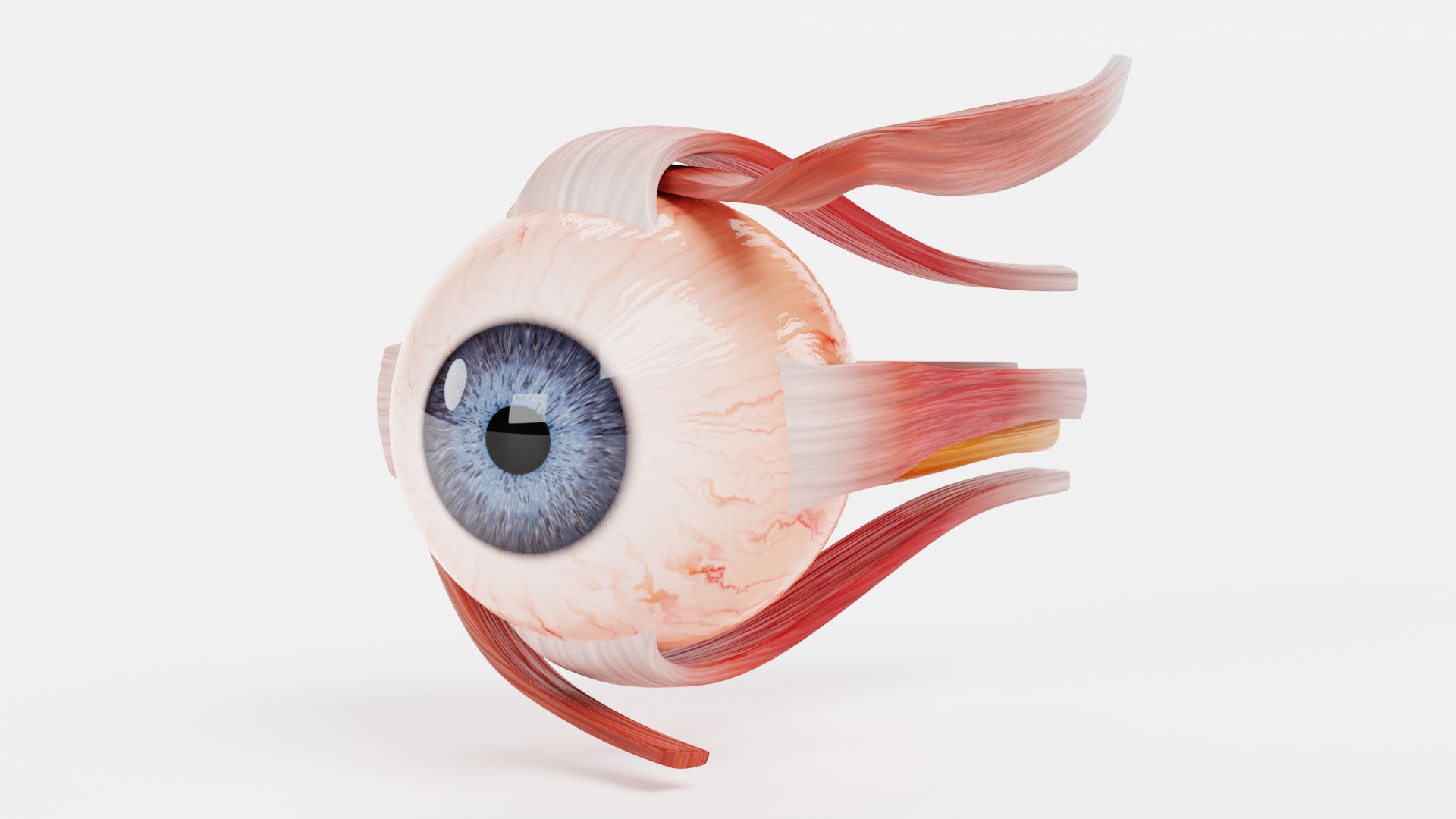Eyeball Muscles Eye 3D Model - TurboSquid 1638470