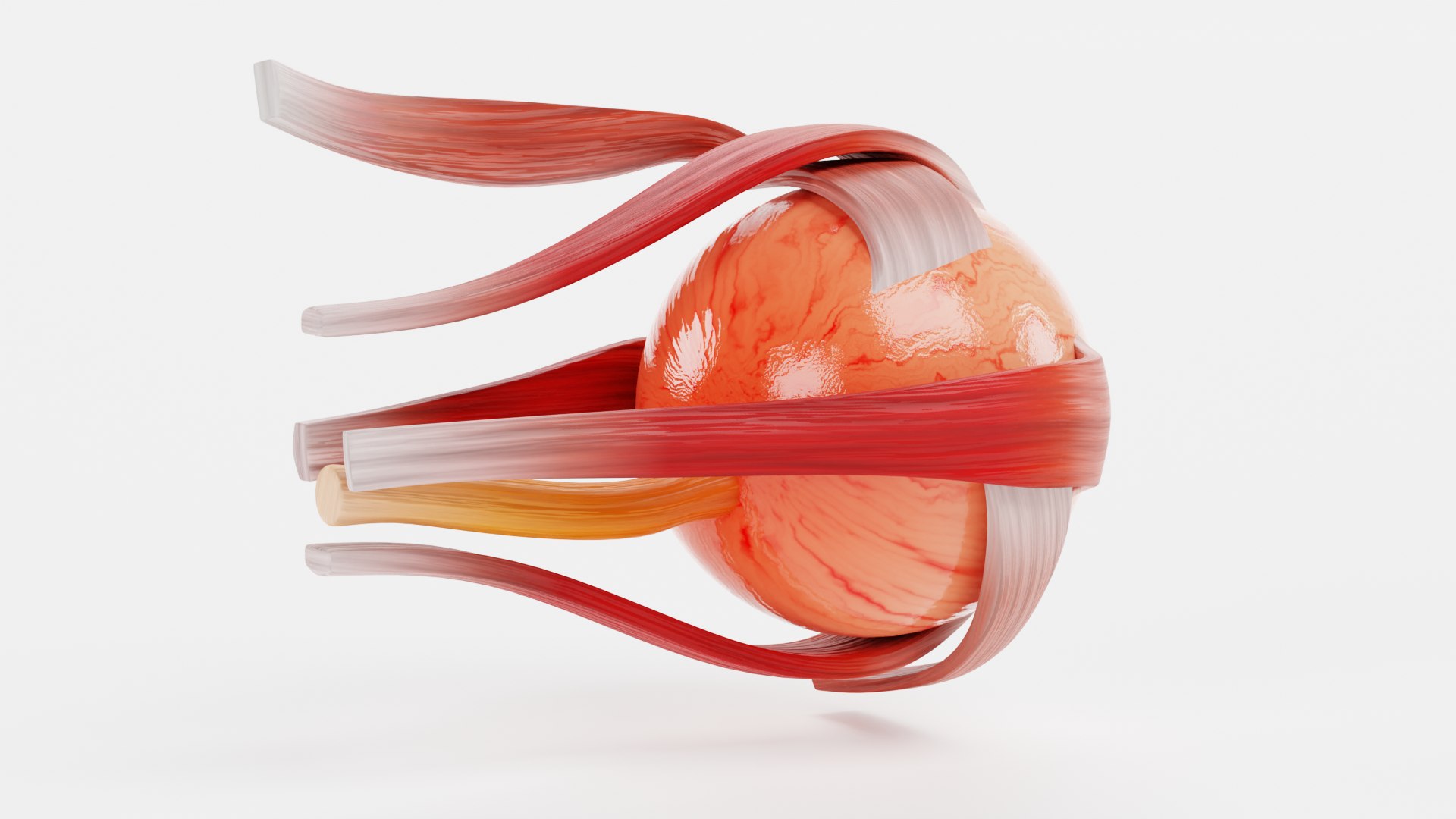 Eyeball Muscles Eye 3D Model - TurboSquid 1638470