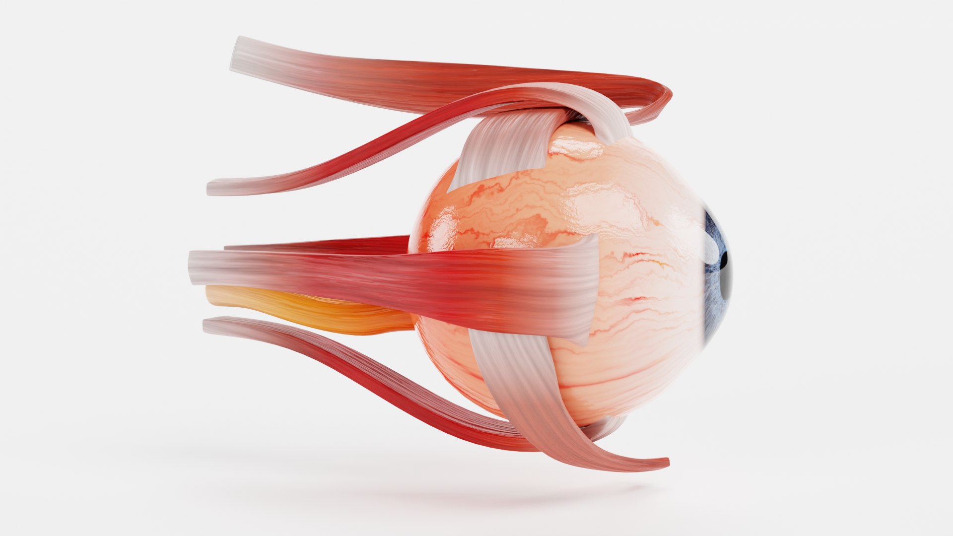 Eyeball Muscles Eye 3D Model - TurboSquid 1638470