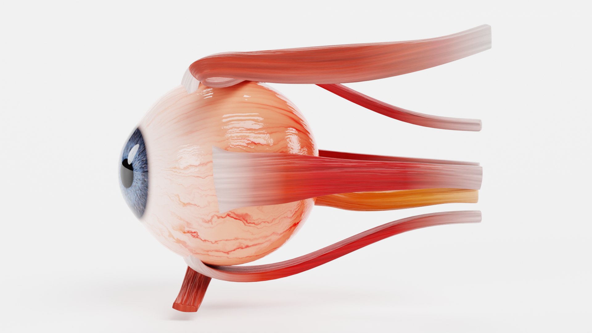 Eyeball Muscles Eye 3D Model - TurboSquid 1638470