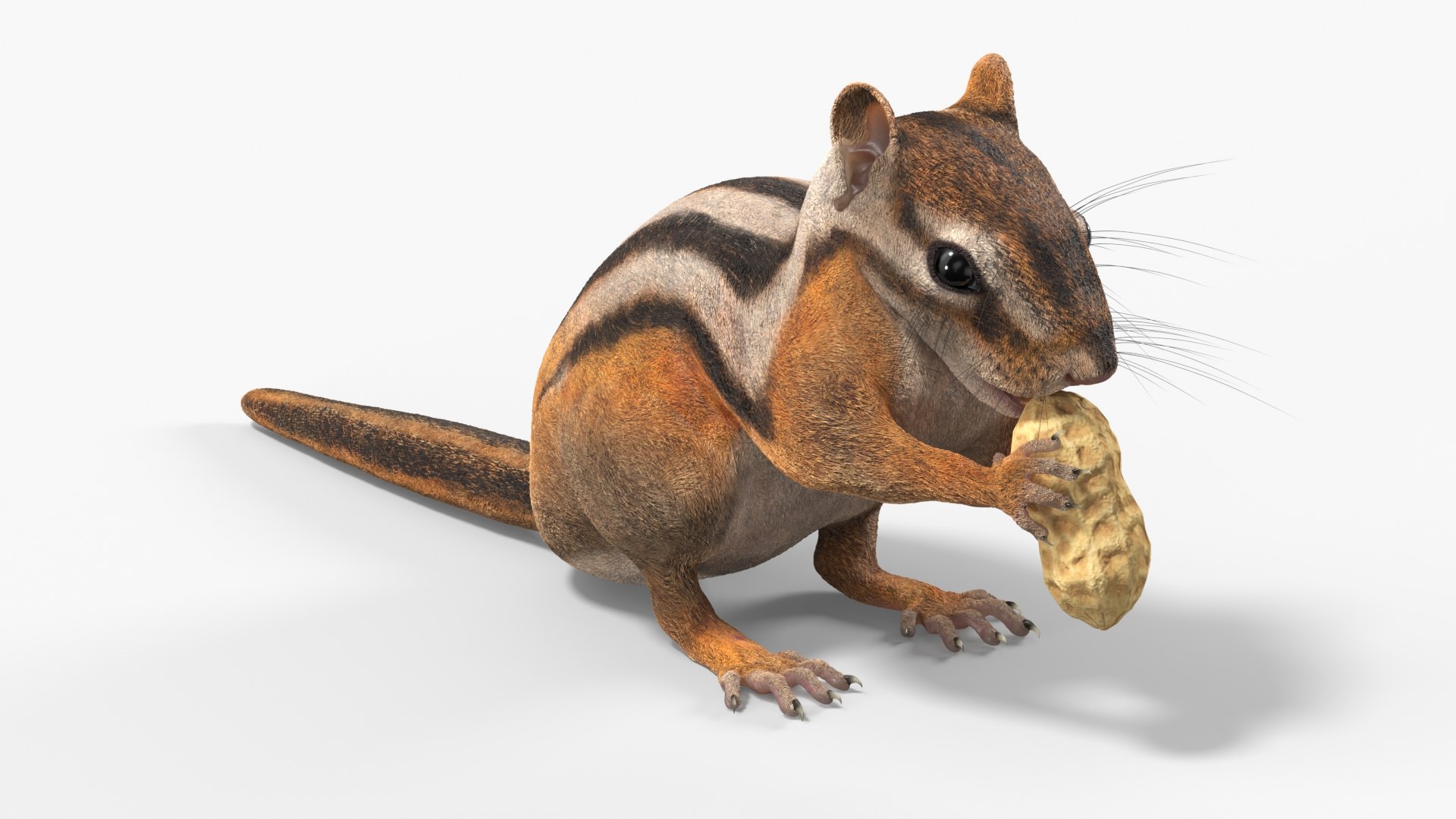 3D Ground Chipmunk Chewing - TurboSquid 2436866