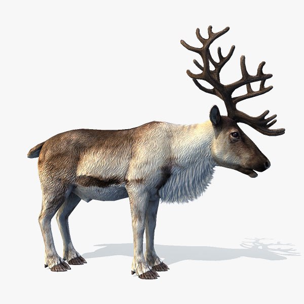 3d model reindeer deer animation walk
