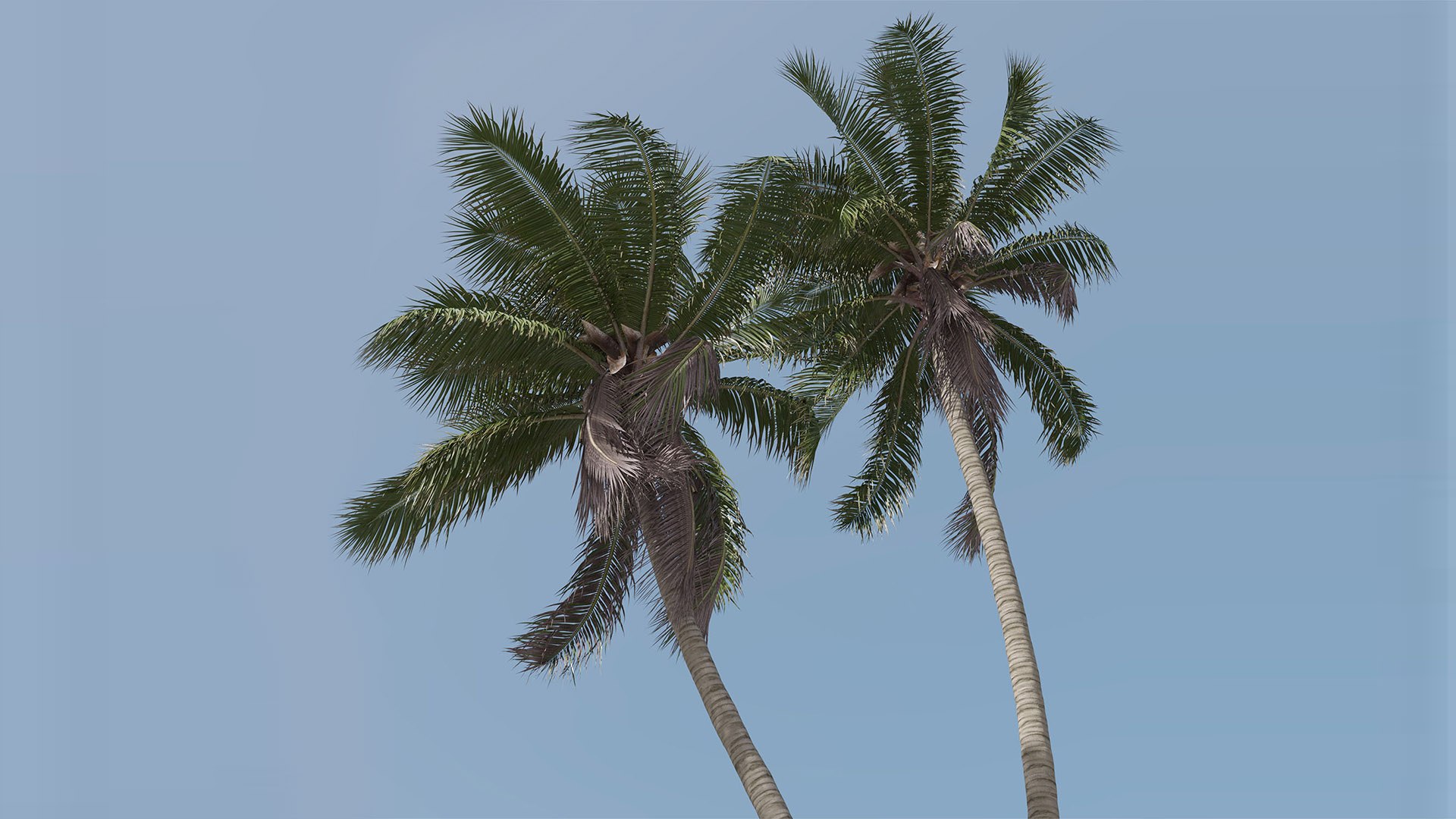 3D Cocos nucifera palm tree 1 - TurboSquid 2172042