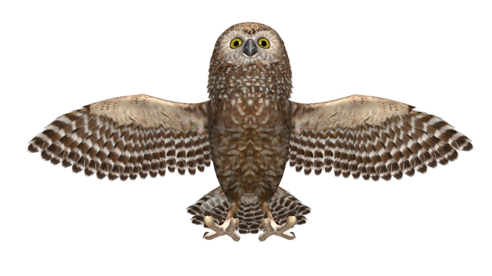 3d Model Of Owl Beak Feather