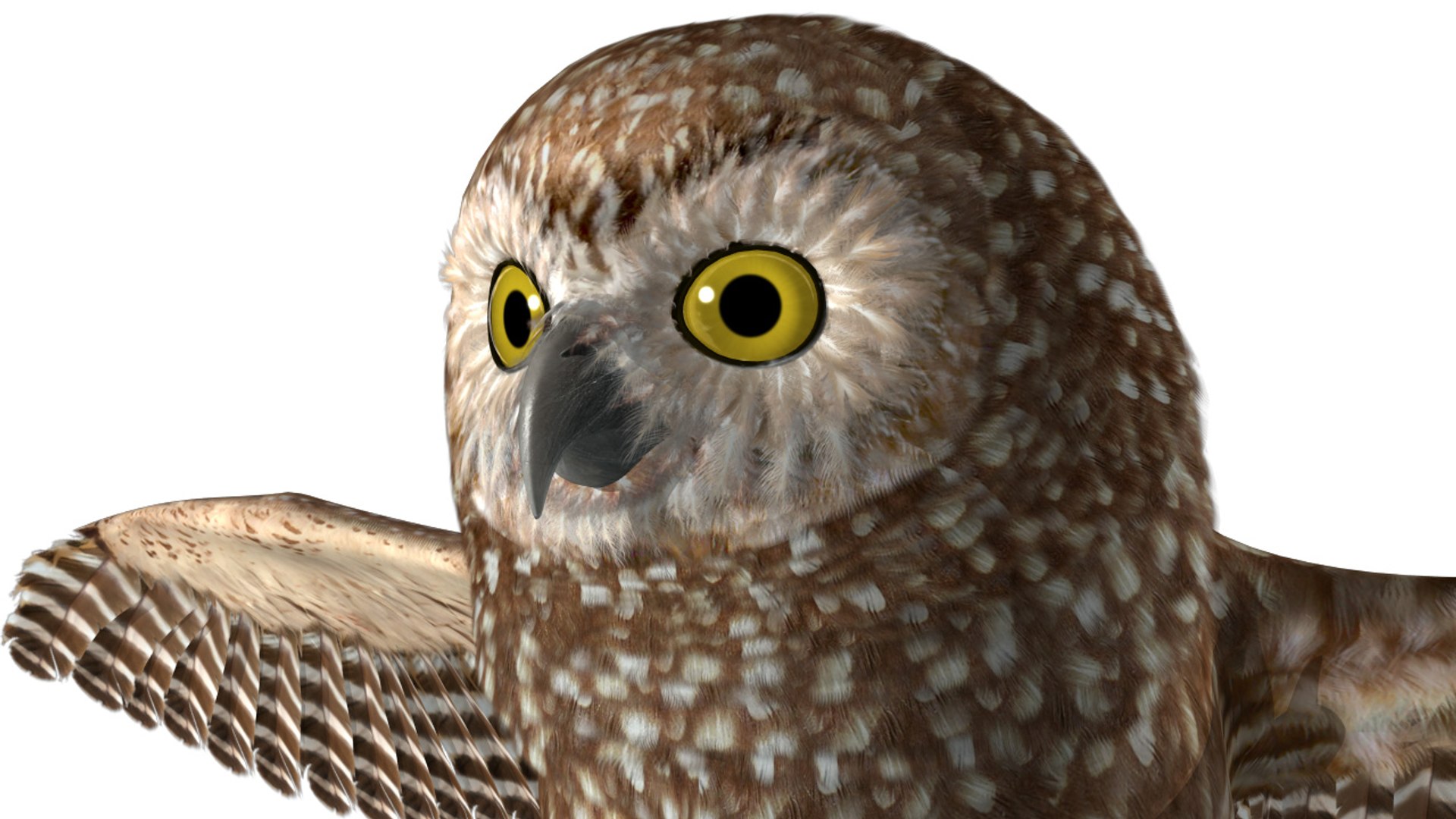 3d Model Of Owl Beak Feather