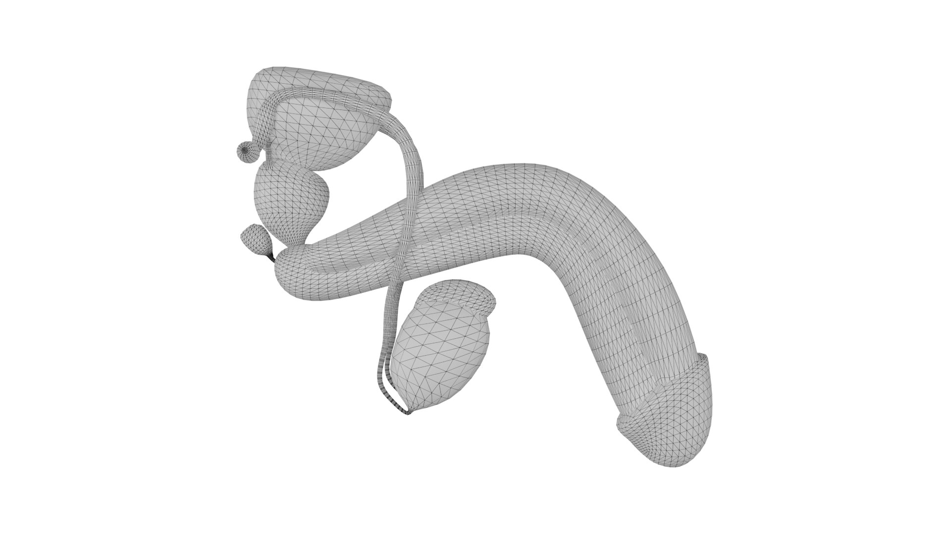 Male Reproductive System 3D Model 3D Model - TurboSquid 2208911