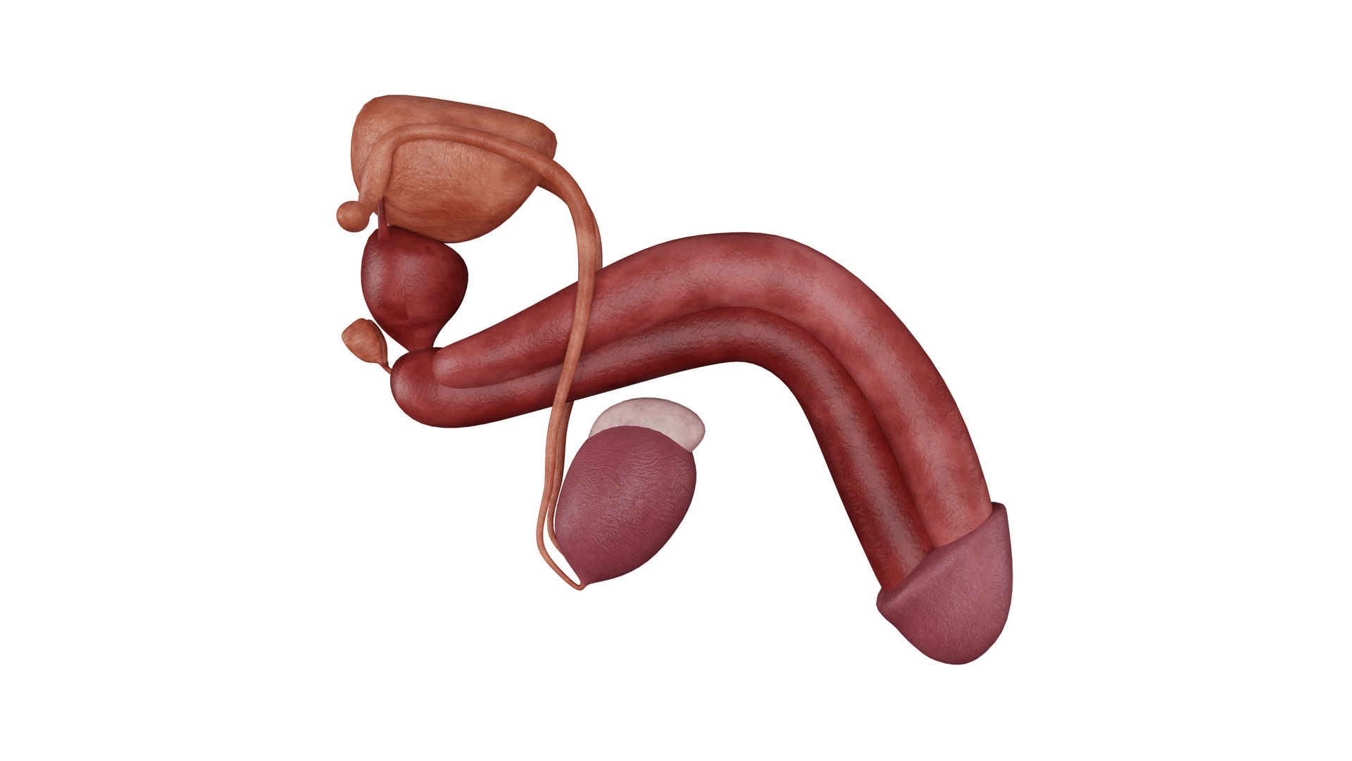 Male Reproductive System 3d Model 3d Model Turbosquid 2208911