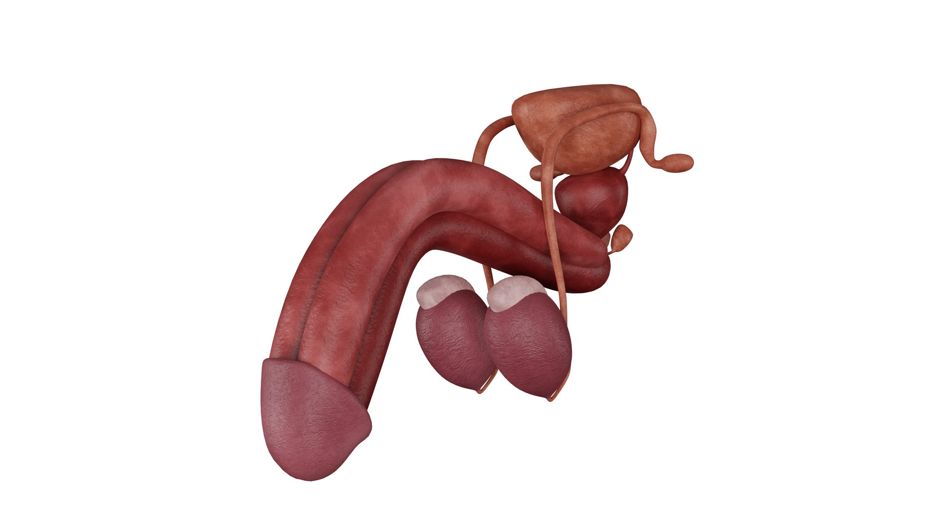 Male Reproductive System 3d Model 3d Model Turbosquid 2208911