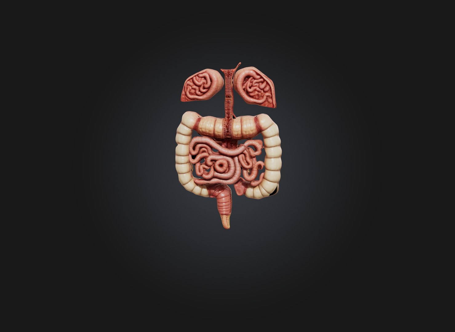 3D Large Intestine - TurboSquid 2288280
