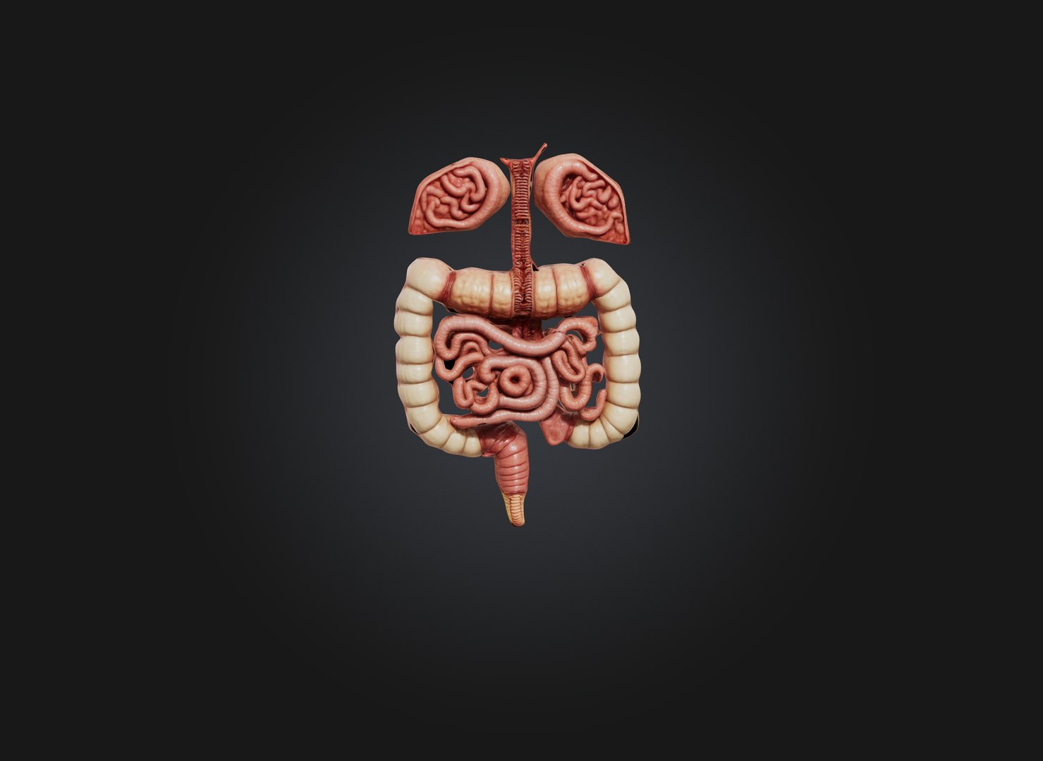 3D Large Intestine - TurboSquid 2288280