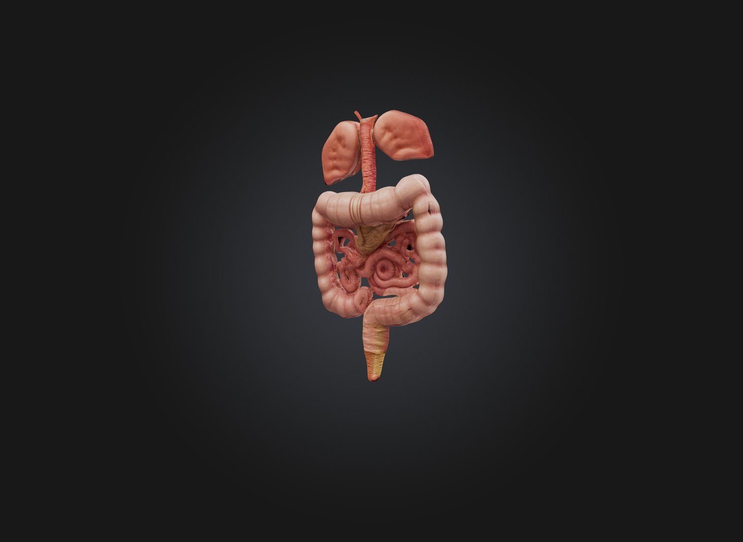 3D Large Intestine - TurboSquid 2288280