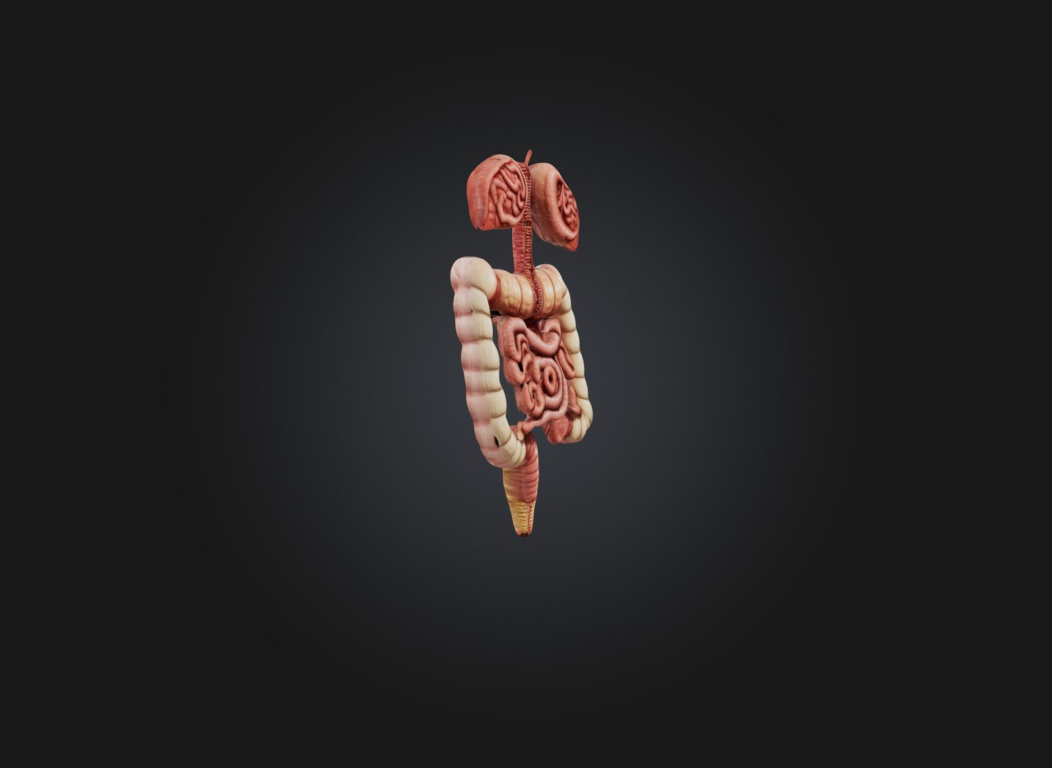 3D Large Intestine - TurboSquid 2288280