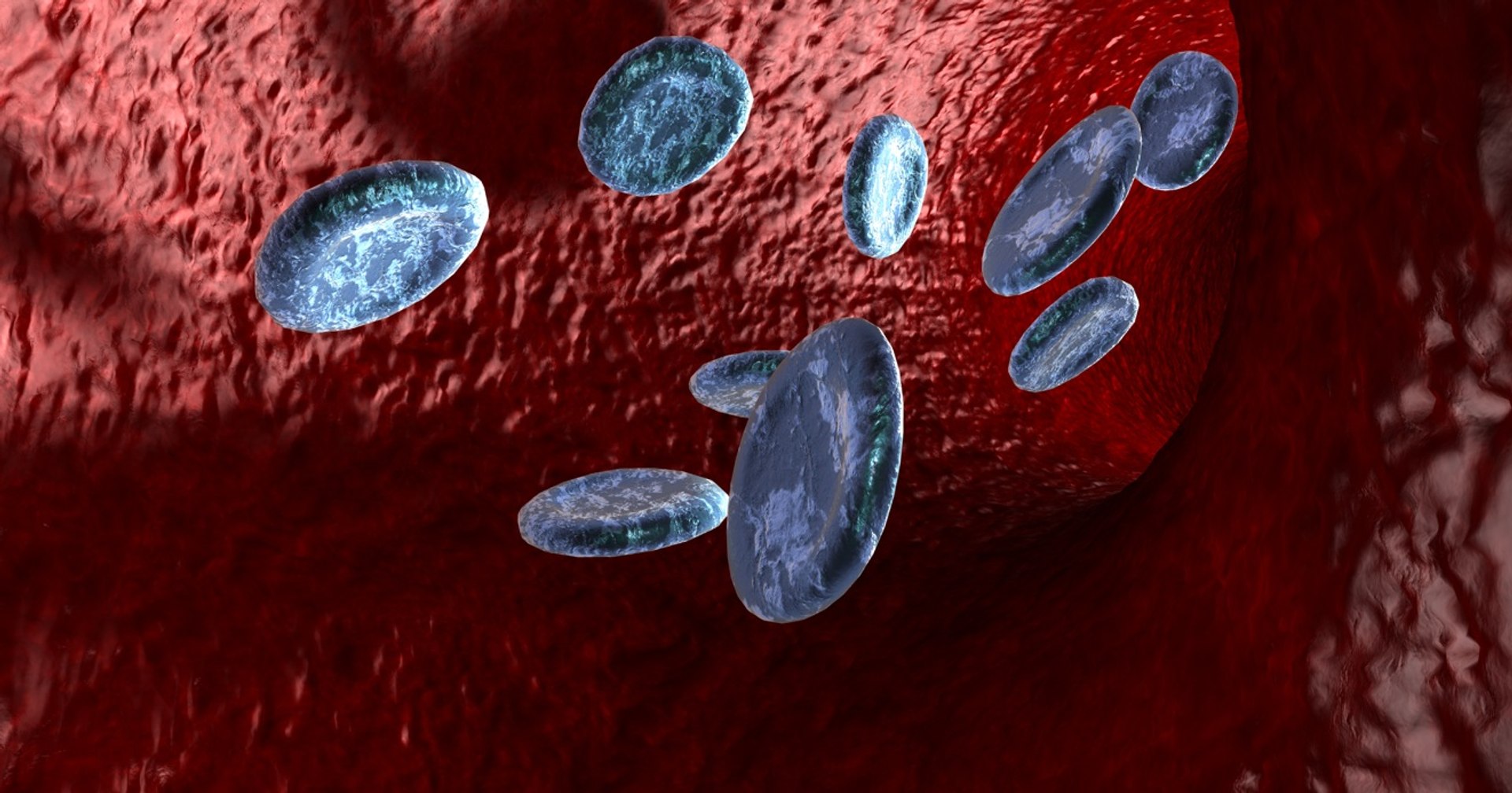 Blood Cells 3d Model