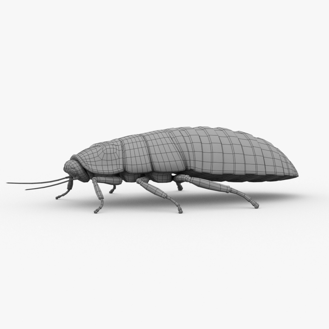 modelo 3d cockroach basemesh - TurboSquid 2006896