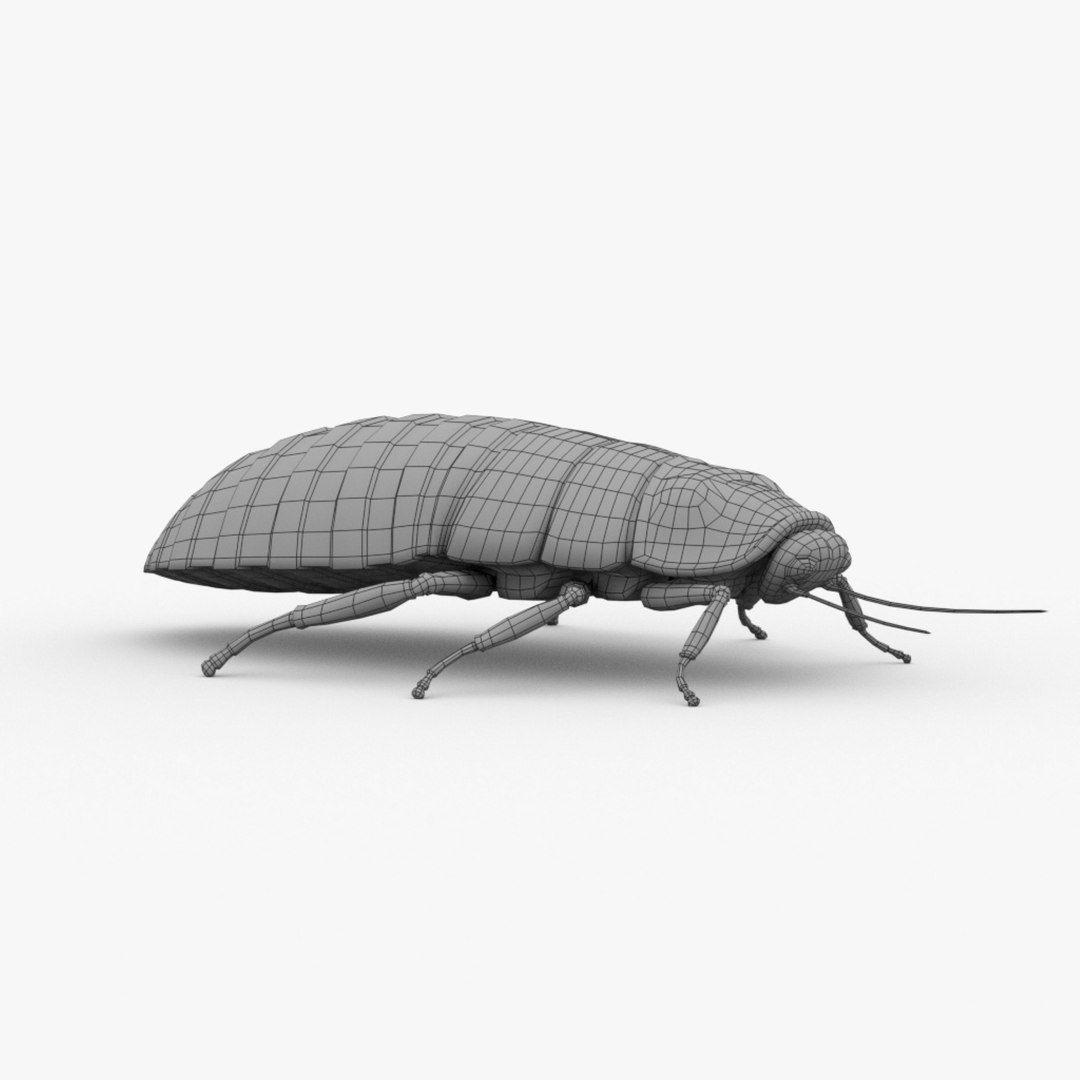 modelo 3d cockroach basemesh - TurboSquid 2006896