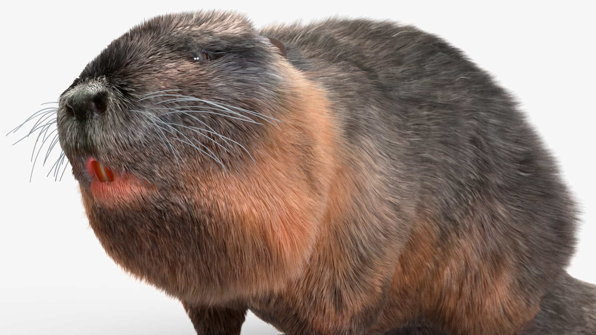 Nutria In A Sitting Pose Fur 3D Model - TurboSquid 2181277