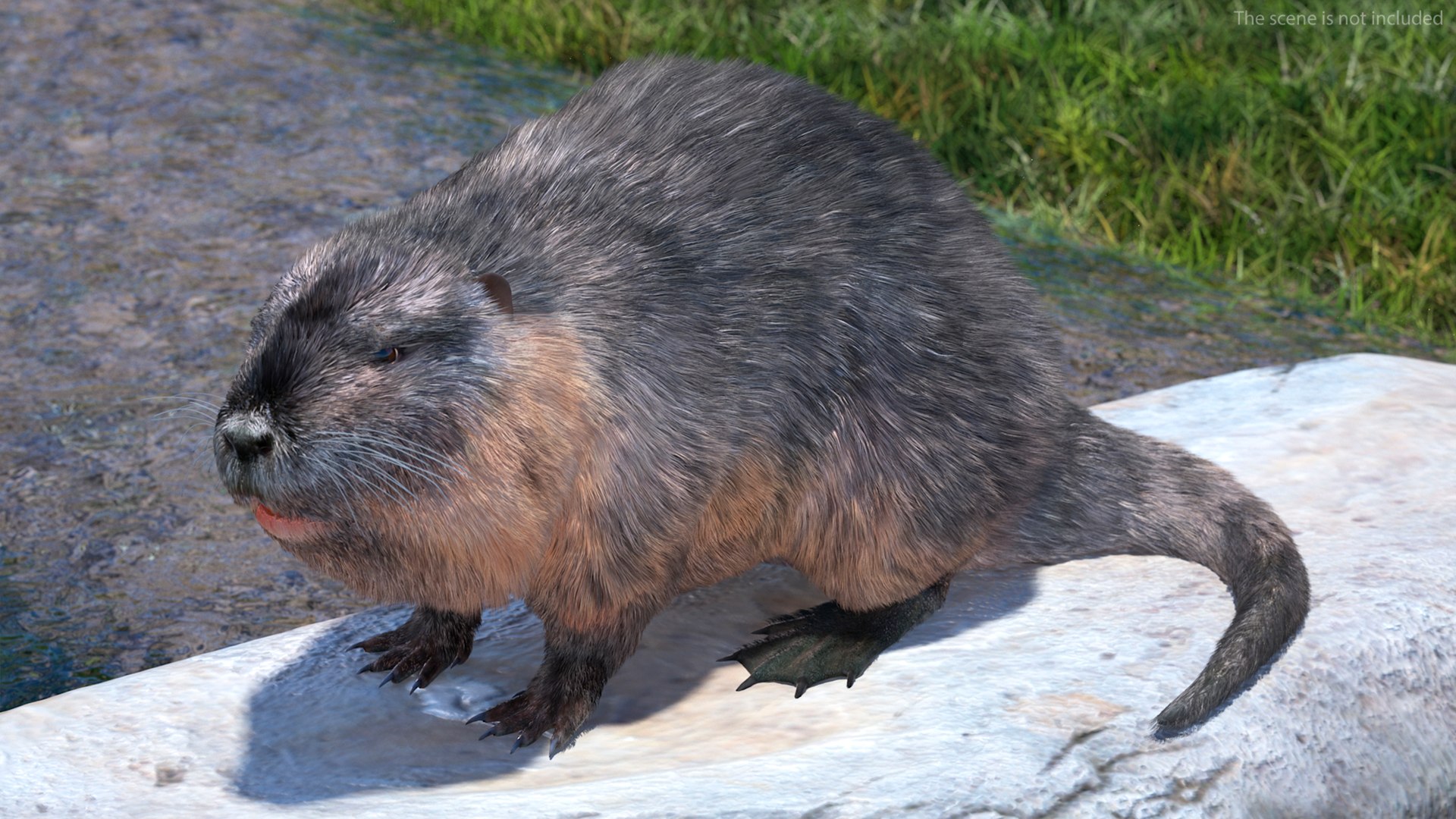 Nutria In A Sitting Pose Fur 3D Model - TurboSquid 2181277