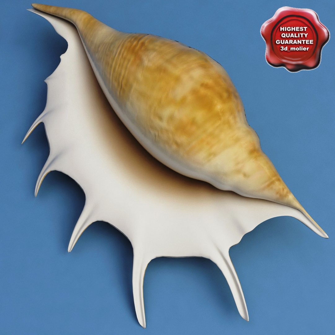 Seashell Lambis 3d Max