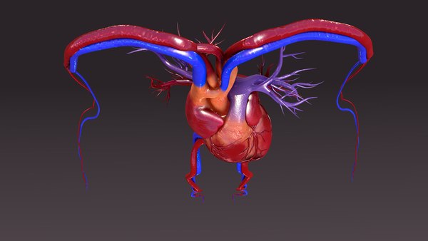 3d model of infected circulatory