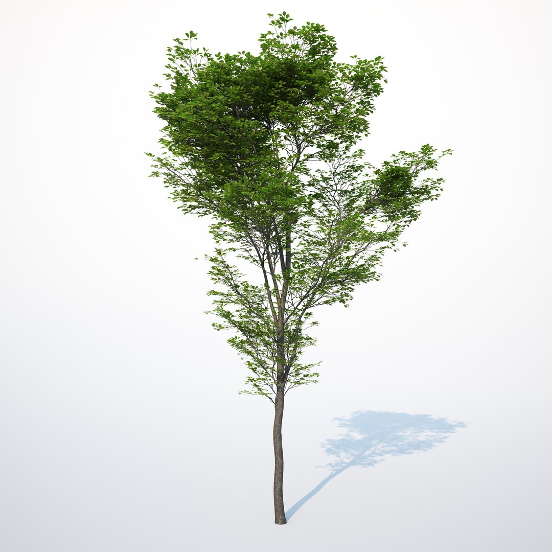 Hornbeam Tree - 3d Max