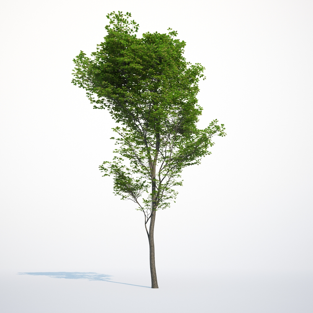 Hornbeam Tree - 3d Max