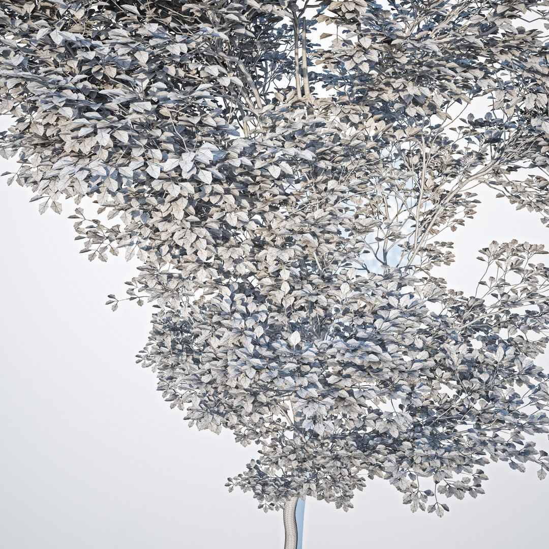 Hornbeam Tree - 3d Max