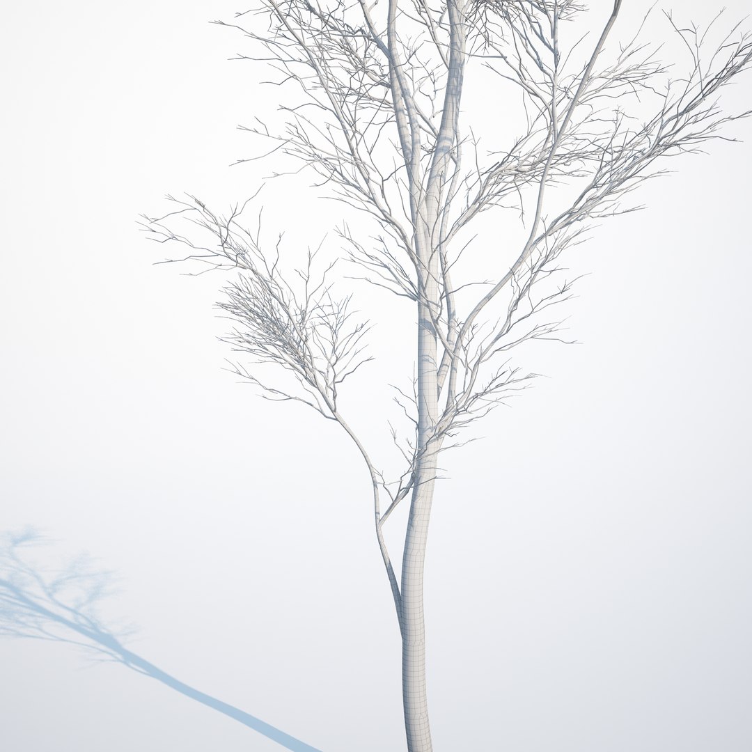 Hornbeam Tree - 3d Max