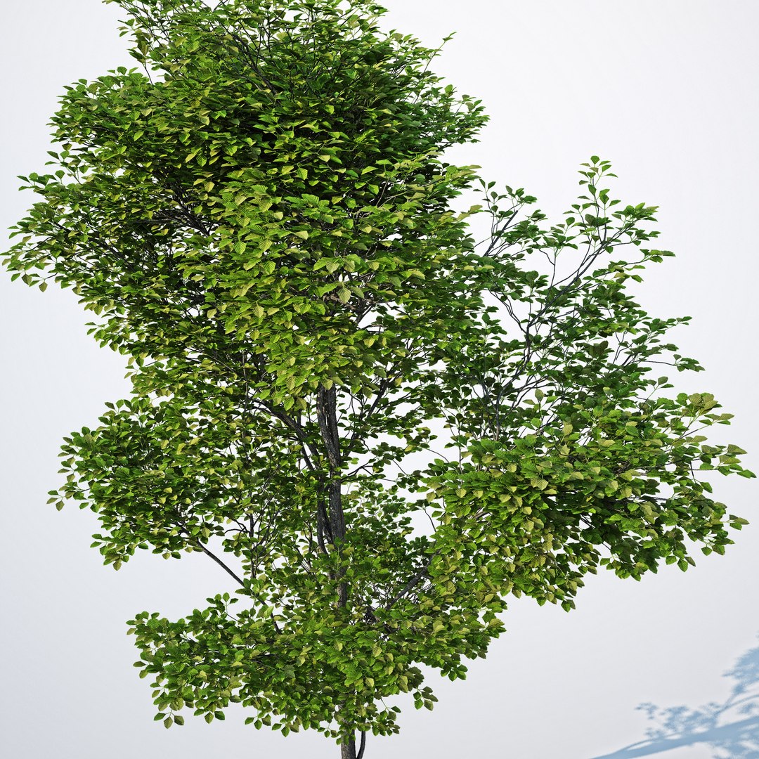 Hornbeam Tree - 3d Max