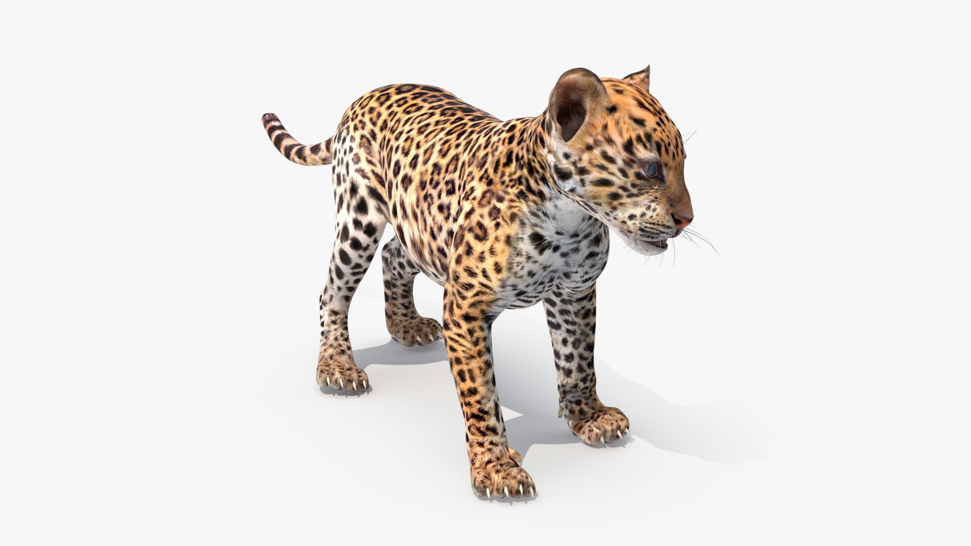 Baby Leopard Cub 3D - TurboSquid 2340145