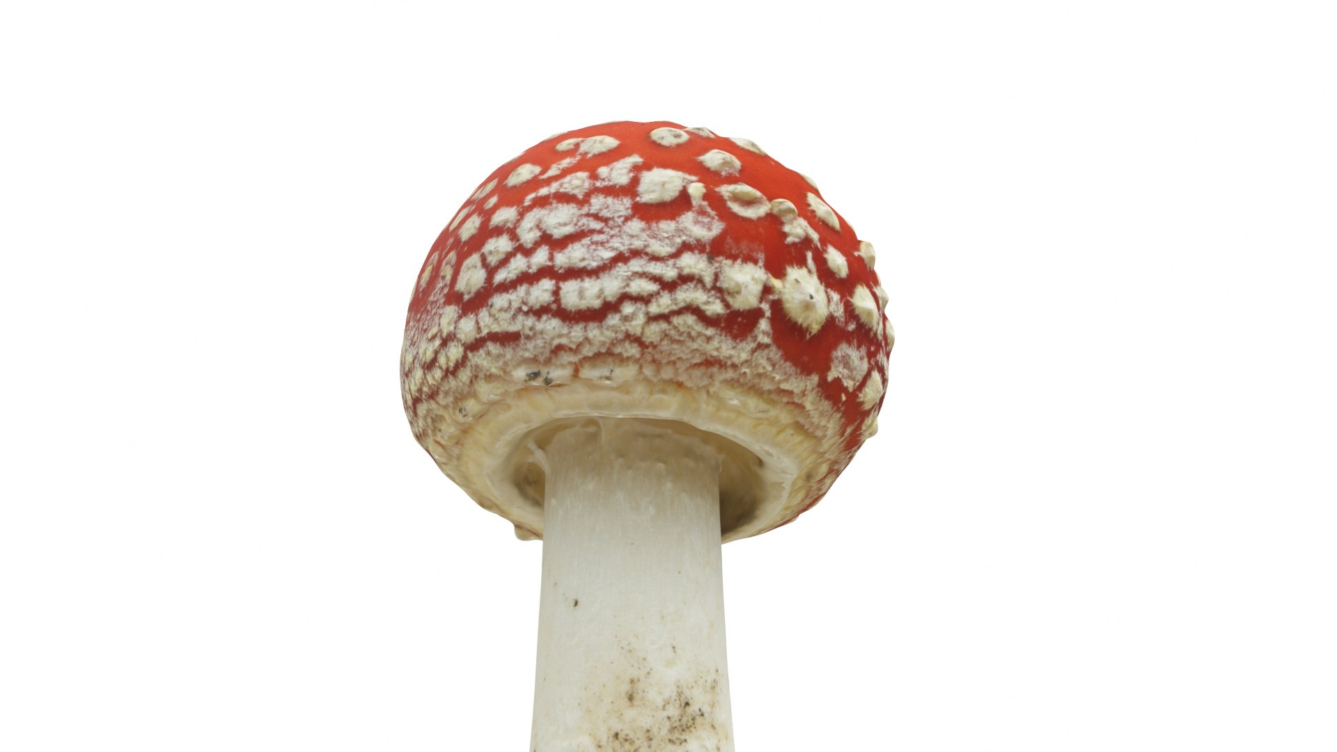 Toadstool 5 3D Model - TurboSquid 1803767