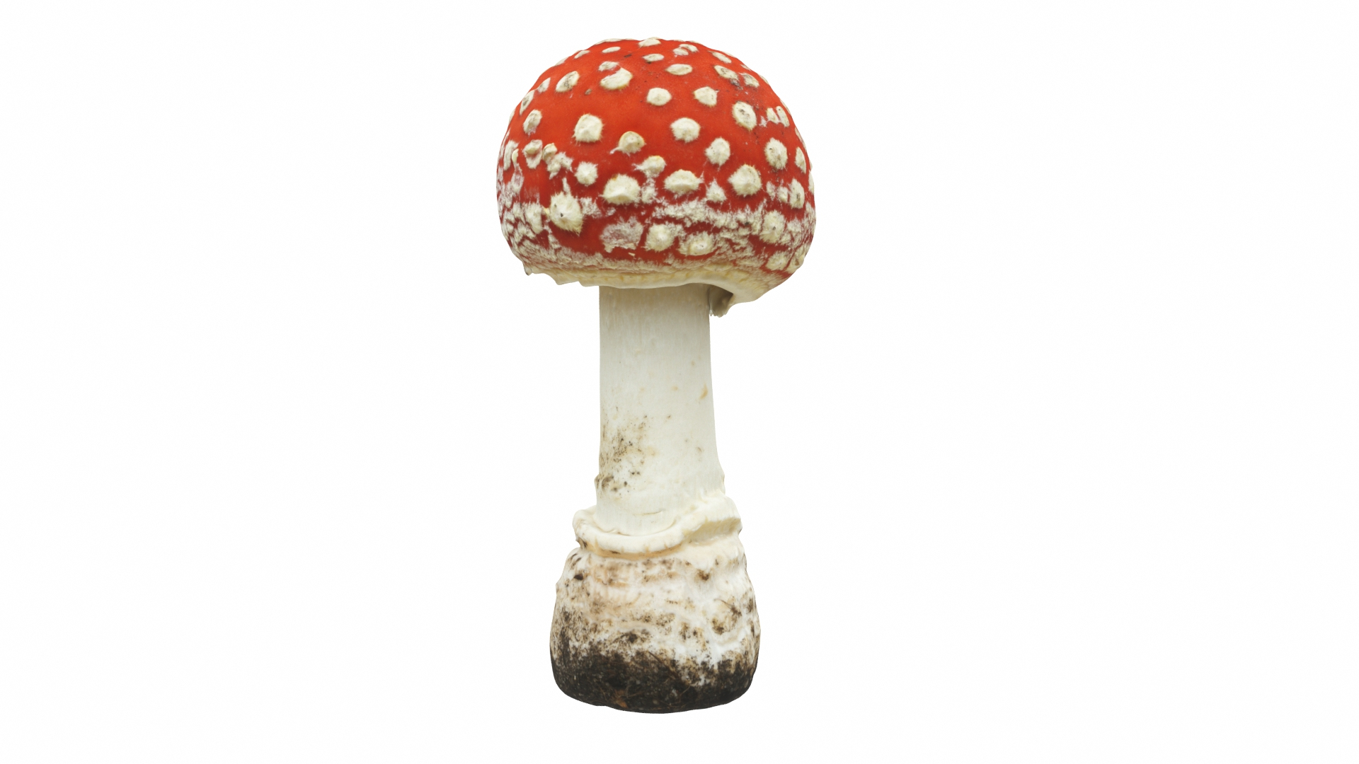 Toadstool 5 3D Model - TurboSquid 1803767