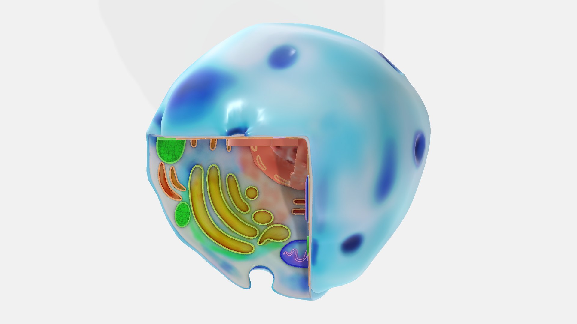 3D Human Cell Model - TurboSquid 2321512
