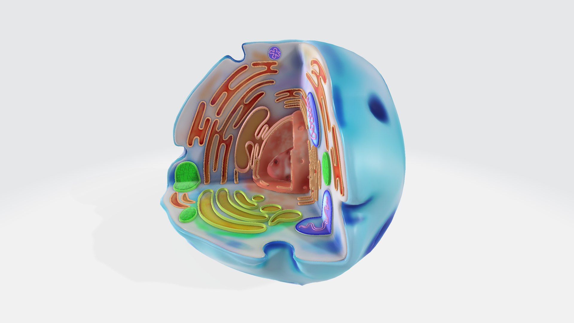 3D Human Cell Model - TurboSquid 2321512