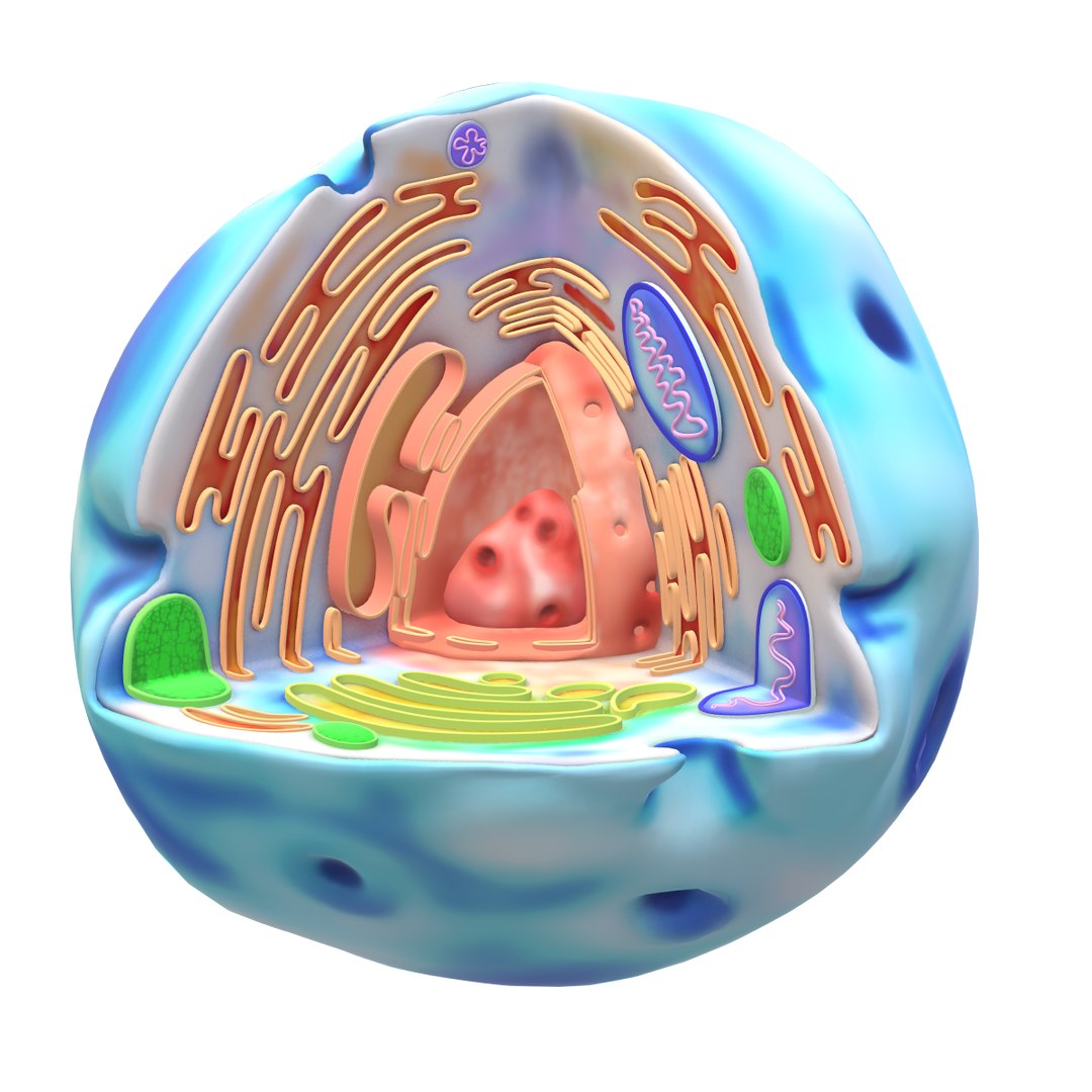 3D Human Cell Model - TurboSquid 2321512