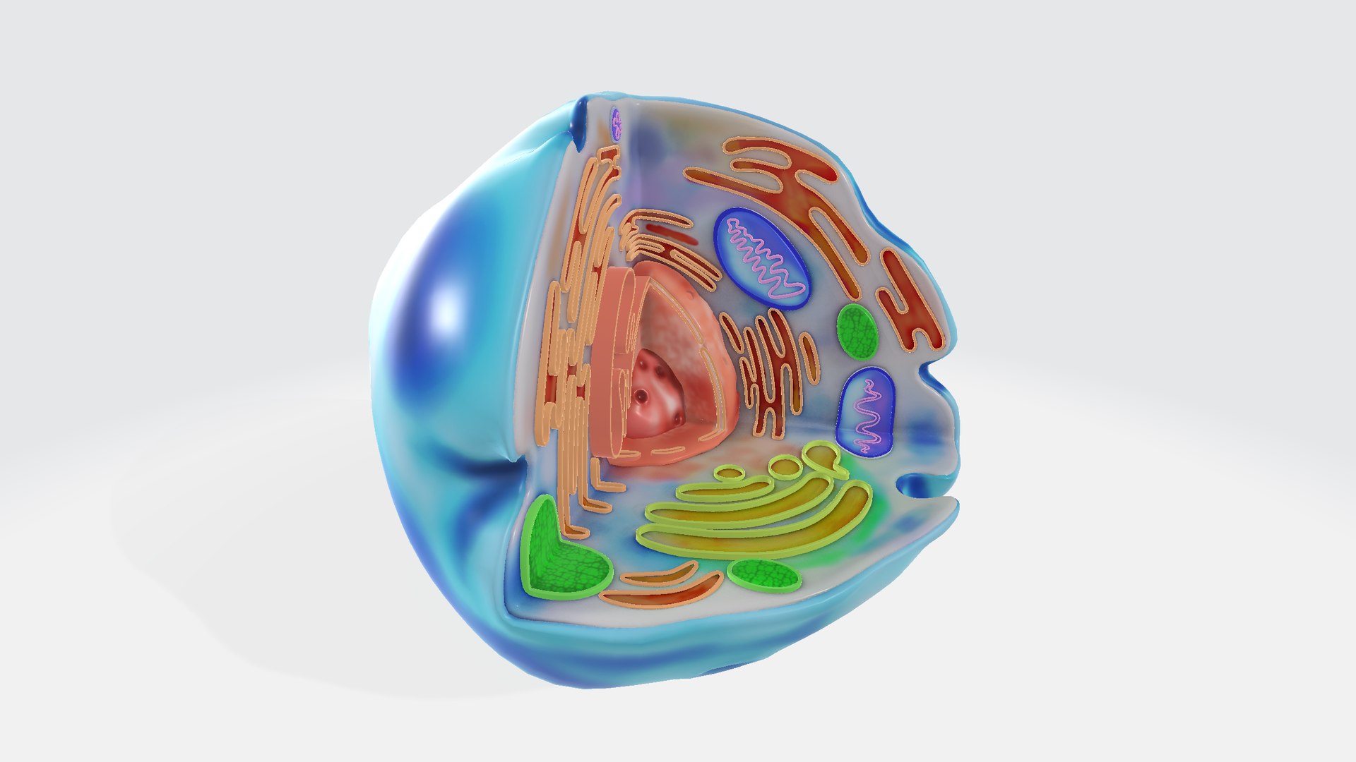 3D Human Cell Model - TurboSquid 2321512