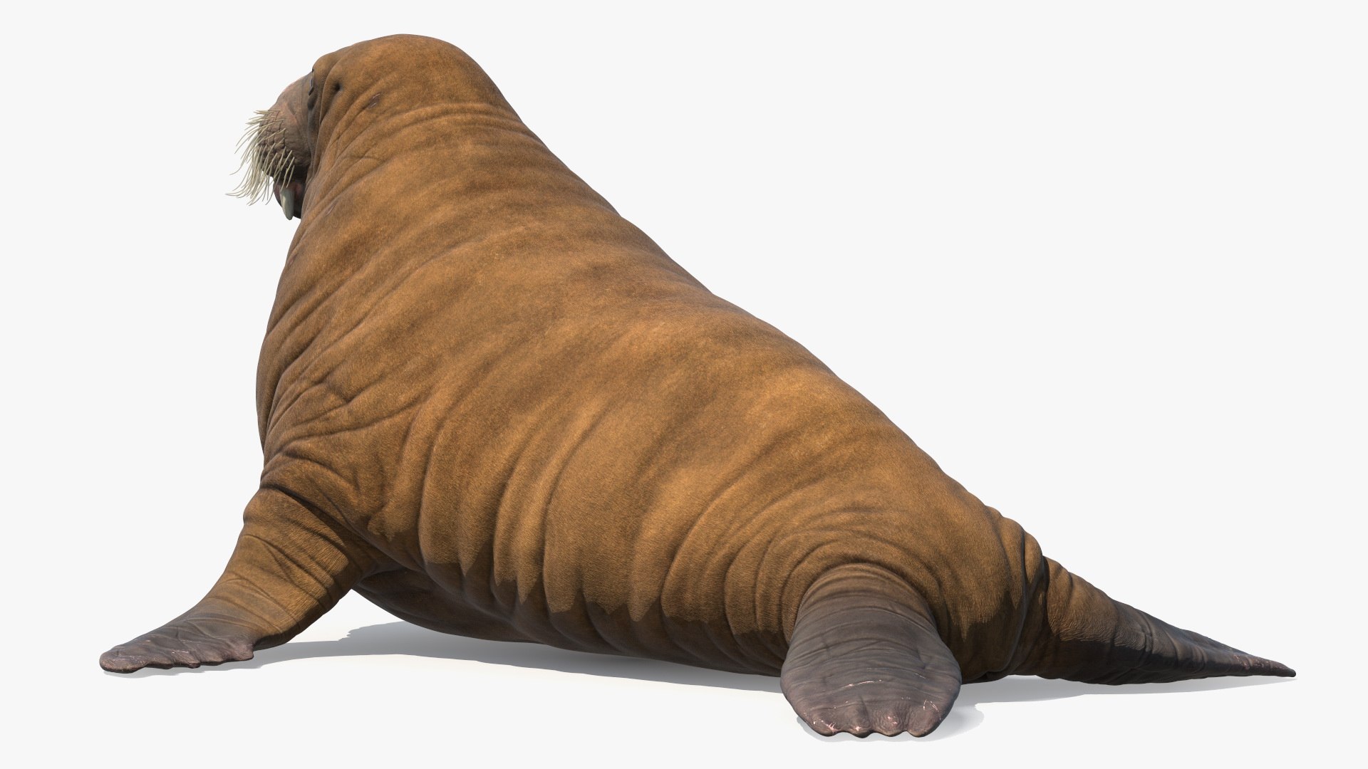 3D Walking Young Walrus Model - TurboSquid 2402459
