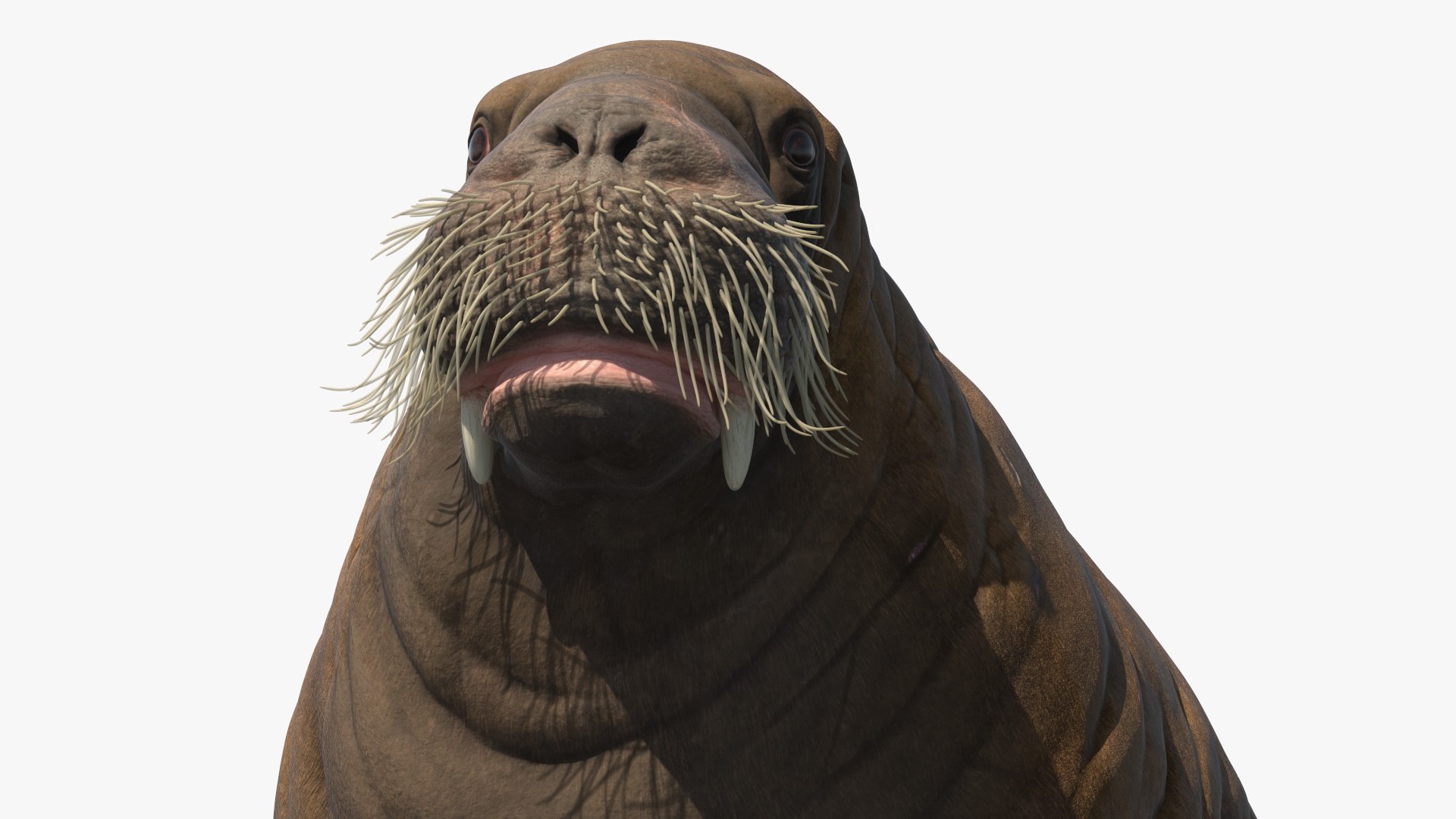 3D Walking Young Walrus Model - TurboSquid 2402459