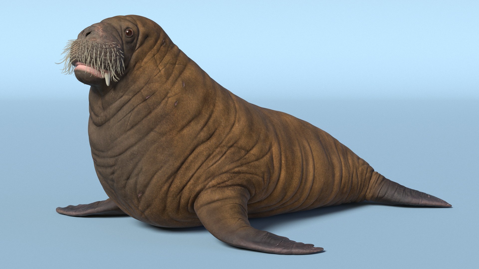 3D Walking Young Walrus Model - TurboSquid 2402459