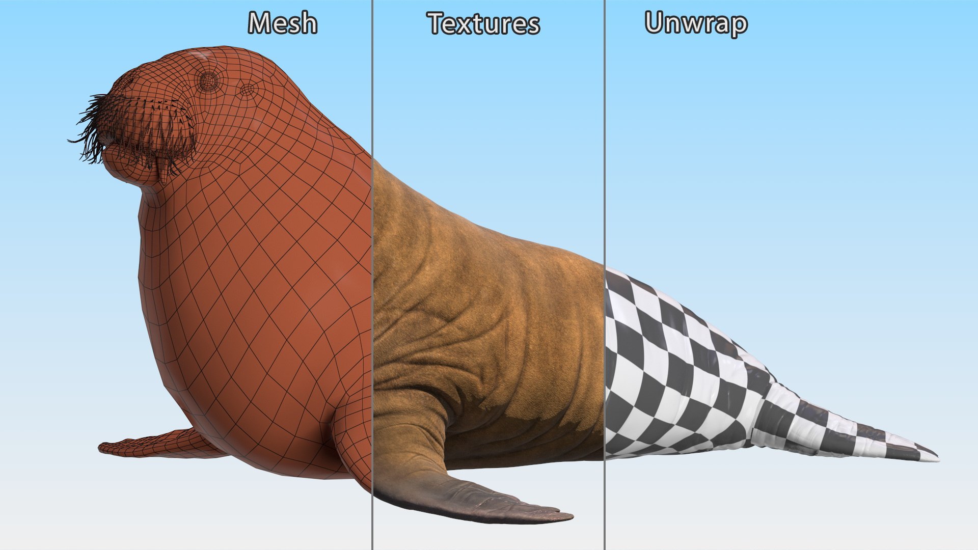 3D Walking Young Walrus Model - TurboSquid 2402459