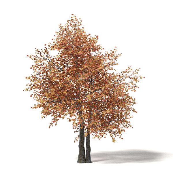 Sugar maple 6 6m 3D model - TurboSquid 1400267