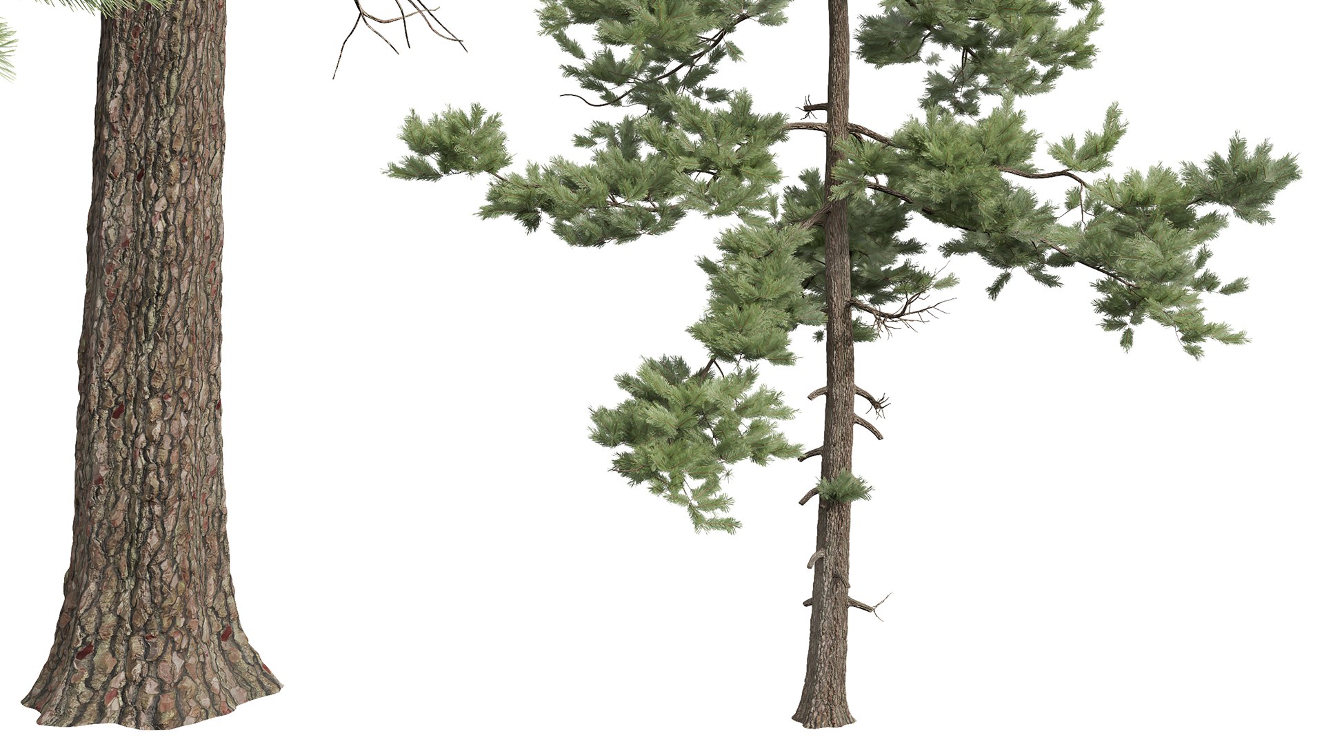 3D New Plant High Detail Pinus Echinata03 Model - TurboSquid 2184303