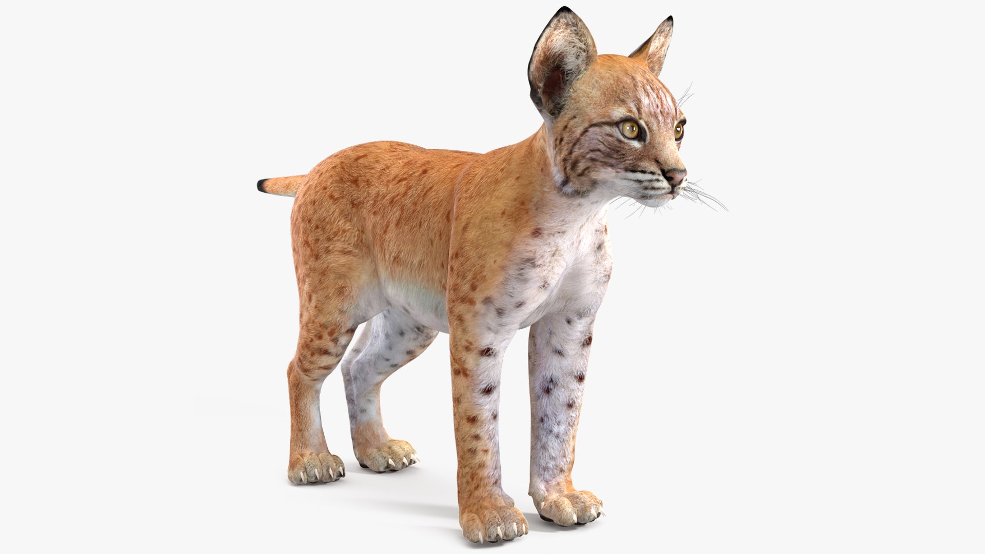 Lynx Cub 3D - TurboSquid 2359085