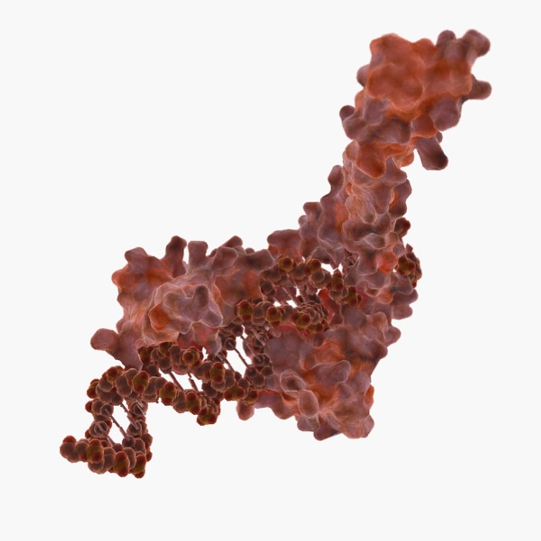 Enhanceosome Protein Organic Max