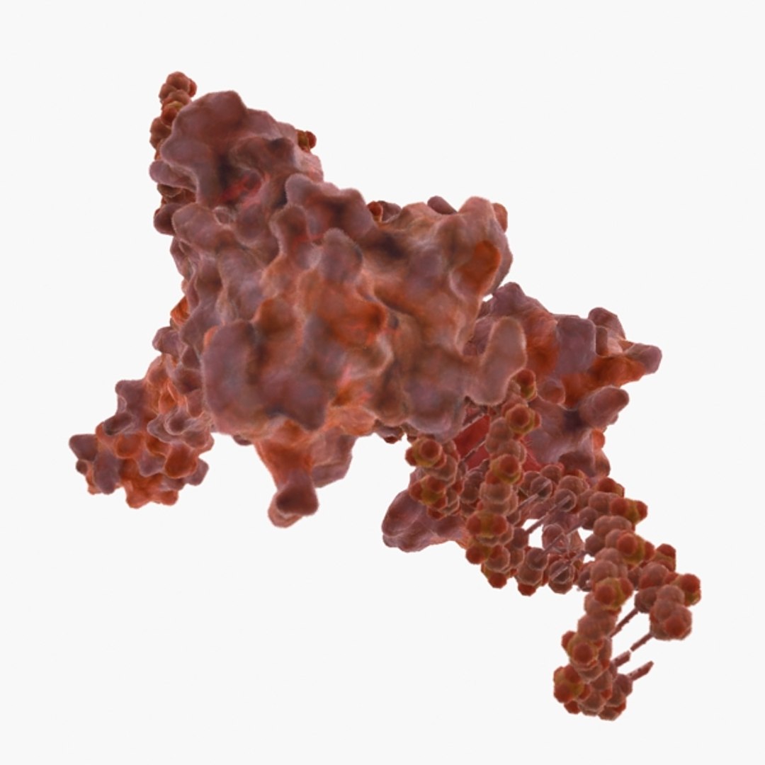 Enhanceosome Protein Organic Max