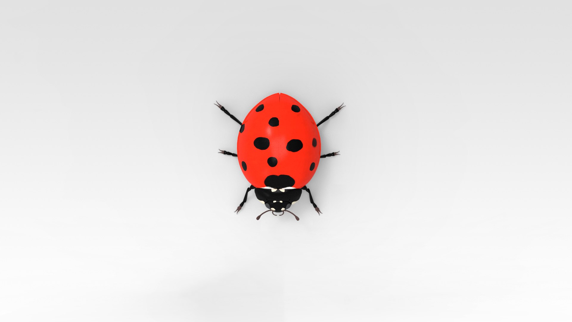 Ladybug 3D Model - TurboSquid 1820398