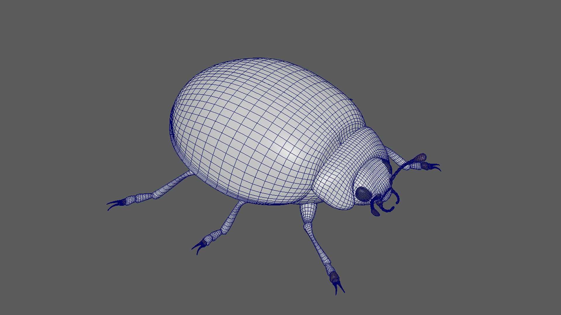 Ladybug 3D Model - TurboSquid 1820398
