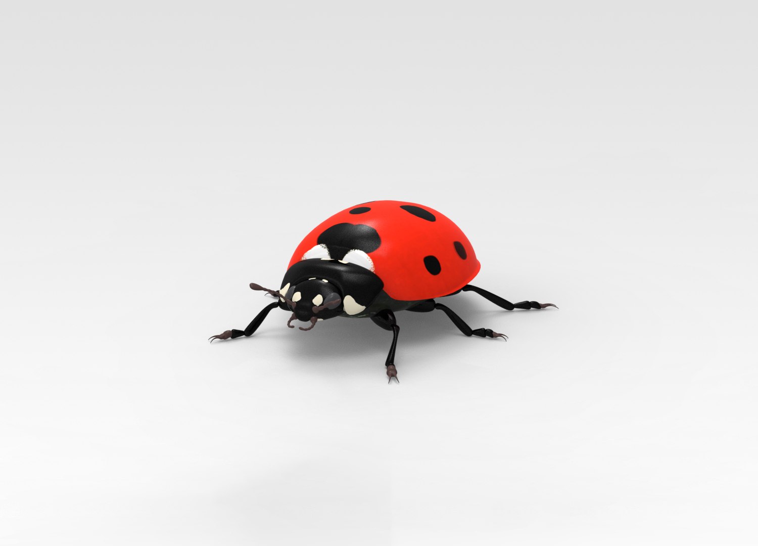 Ladybug 3D Model - TurboSquid 1820398